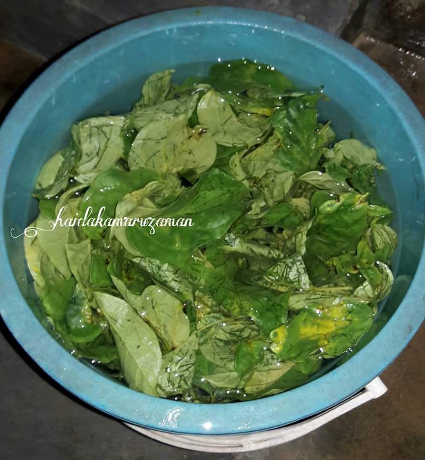 Kisah daun beko dan khasiatnya | Kisahku Tak Sempurna