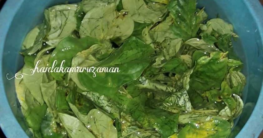 Kisah daun beko dan khasiatnya | Kisahku Tak Sempurna