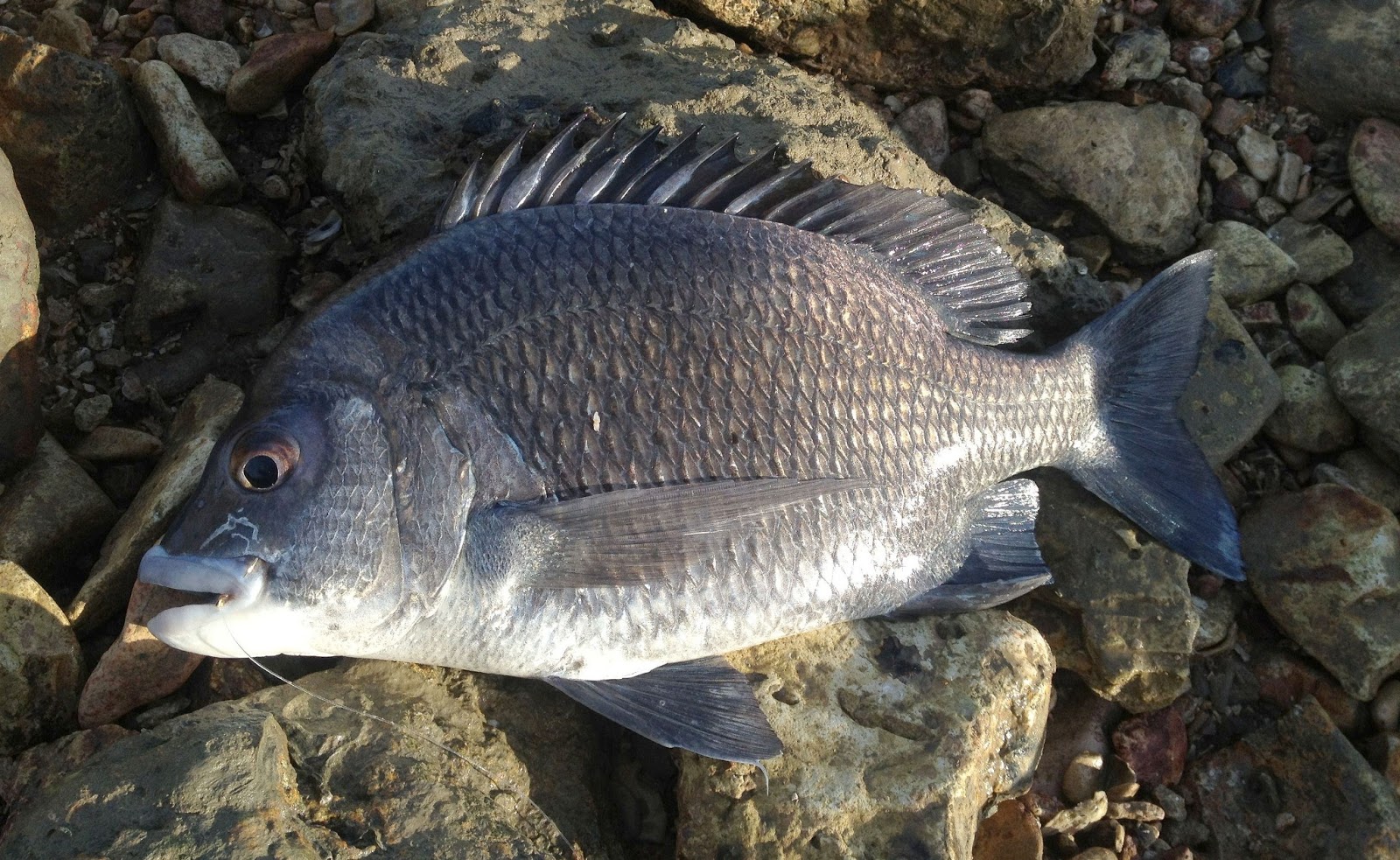 Mosquitoes, Sweat and Barra Boofs: Land Based Fishing in the Northern ...