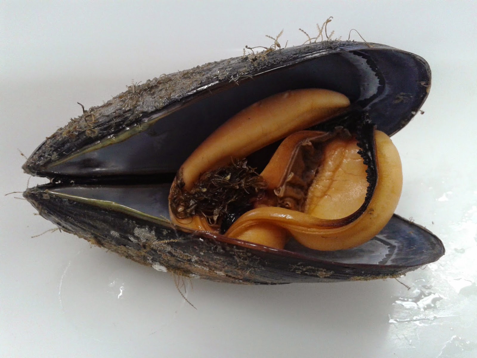 CIENCIABF: DISECCIÓN DE UN MEJILLÓN 2015