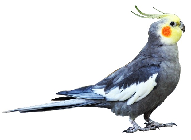 Descoperă Papagalii: Nimfă (Nymphicus hollandicus) în libertate