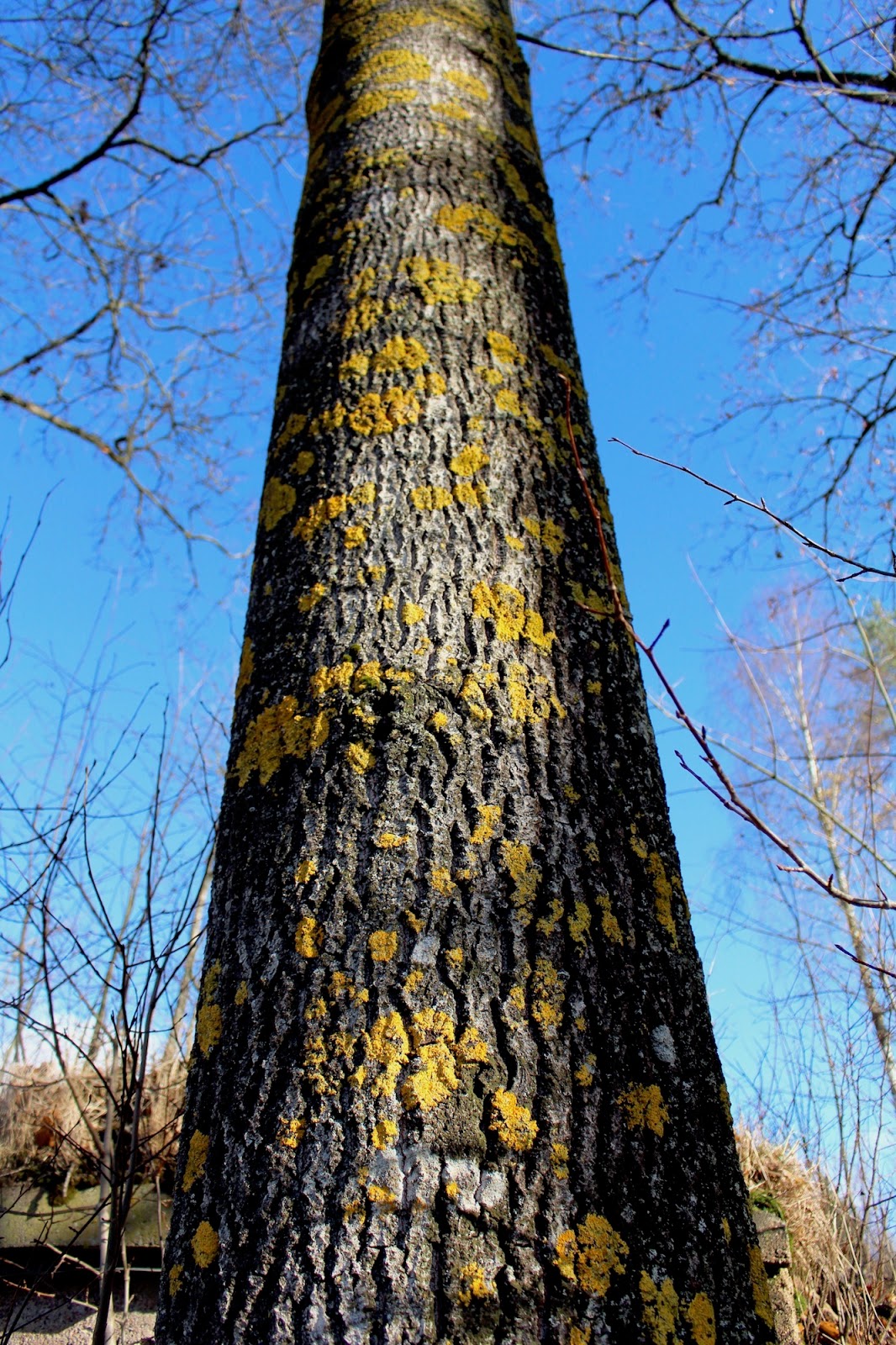 Kukoistavaa kumpparielämää: Haapa yllättää