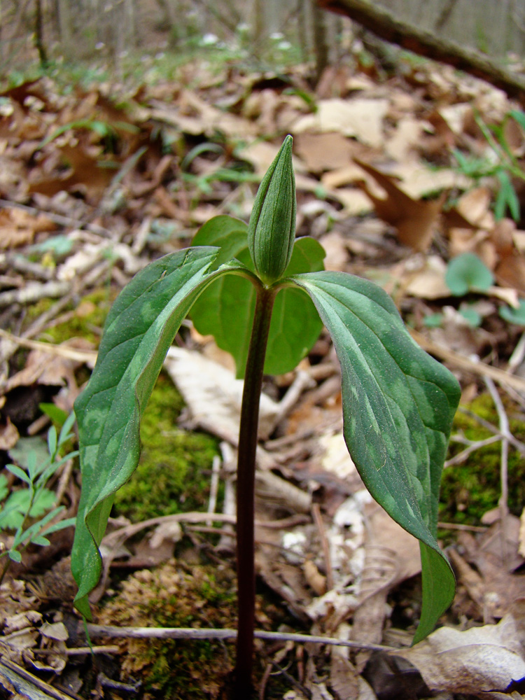Rurification | Robin Edmundson: Toad Trillium
