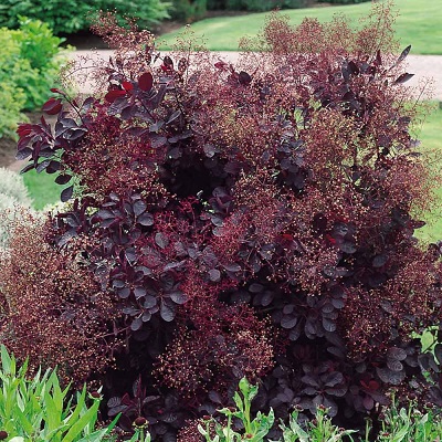WHEN AND HOW TO PRUNE COTINUS COGGYGRIA 'VELVET CLOAK' |The Garden of Eaden
