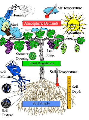 EVAPORATION, TRANSPIRATION & INFILTRATION: TRANSPIRATION