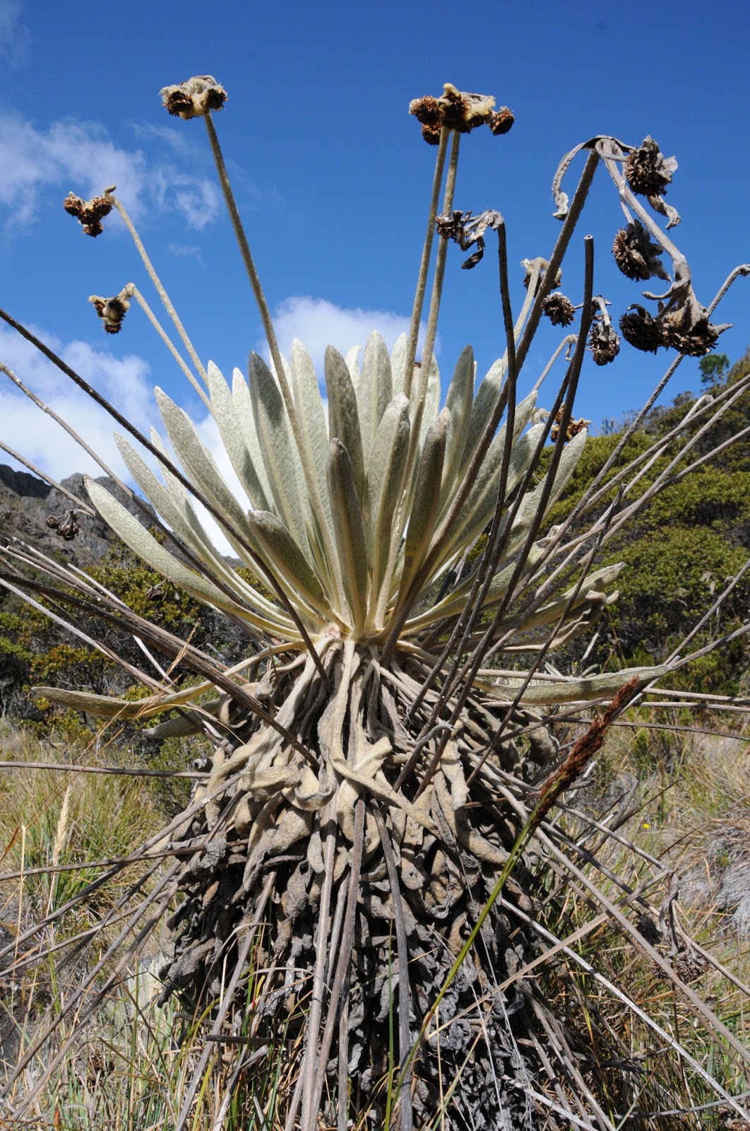 Las Notas de Pastor: El reino del frailejón