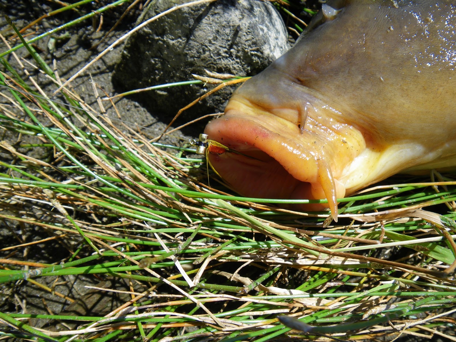 Got Backing? (Formerly Known as Mr. P.'s Blog): Carp Parts--Mouths and Lips
