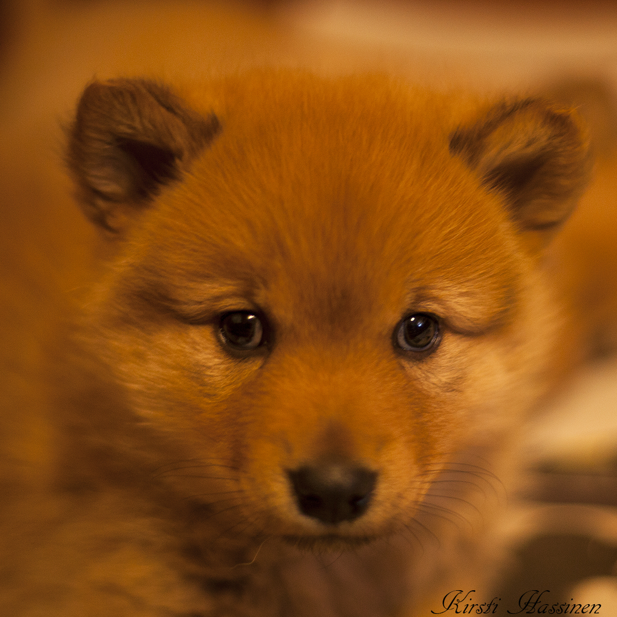 Maatiaismuori: Pikinokka, punaturkki, aito suomalainen, mikä se on?