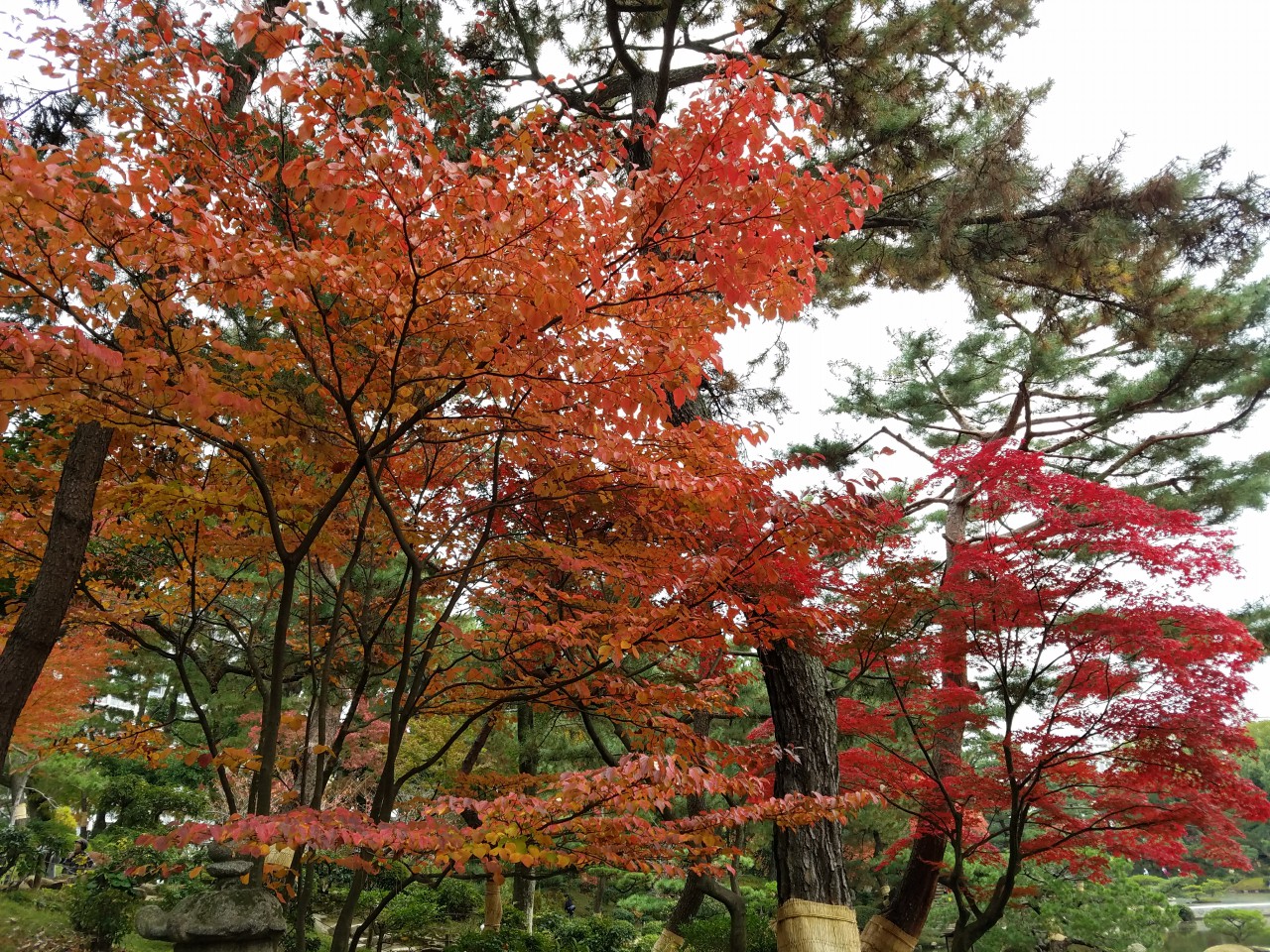 Sekai Ichi: Japan Travel Blog: Shukkei-en