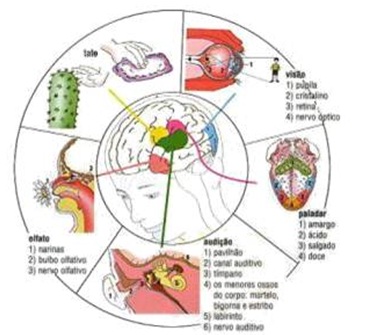 "Relaciòn de los òrganos de los sentidos con el Sistema Nervioso"