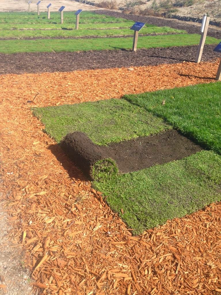 Kurapia® - UC Tested, Science Behind Water Efficient Groundcover ...