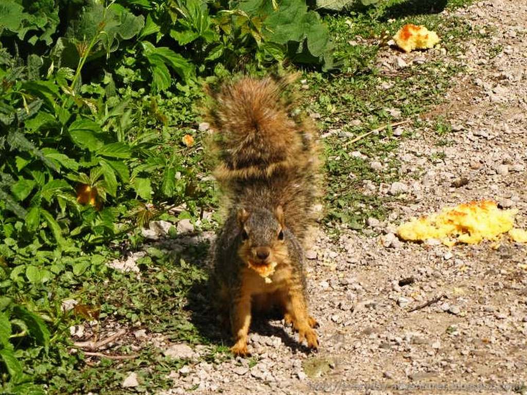 The Everyday Adventurer: The Greedy Little Squirrel