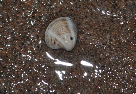 ZOOTOGRAFIANDO (6.100 ANIMALS): CHIRLA (Chamelea gallina)