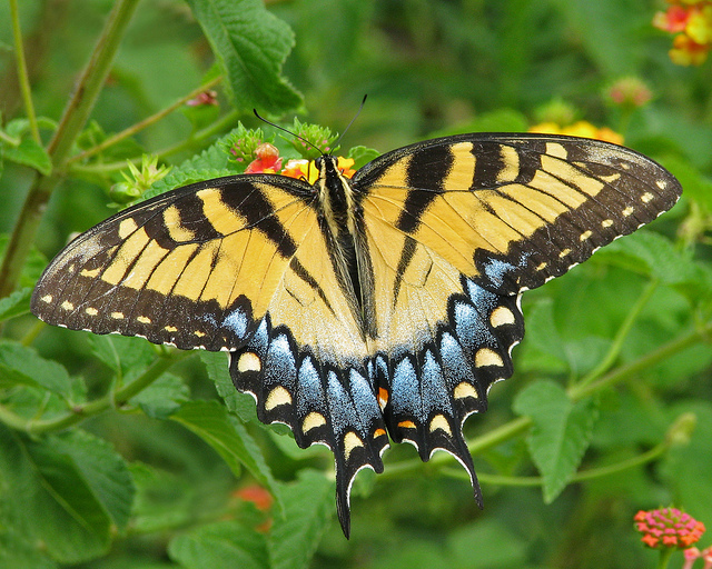 10 Beautiful Butterflies and Their Ugly Duckling Caterpillars | The Ark ...