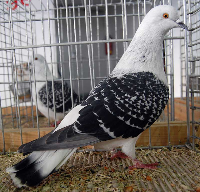 Ice Pigeon | BD PIGEONS