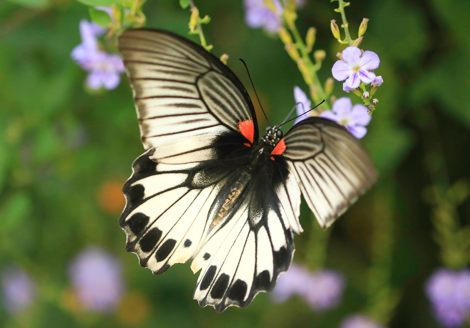 Butterflies of Vietnam: 146. Papilio memnon agenor (The Great Mormon)