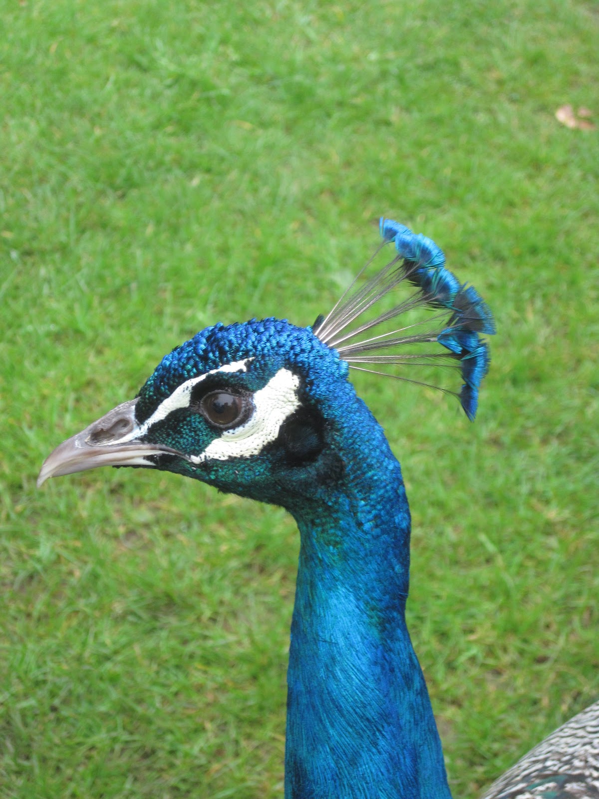 Baby Baby: Things to do in Cornwall when you're 4 & 3