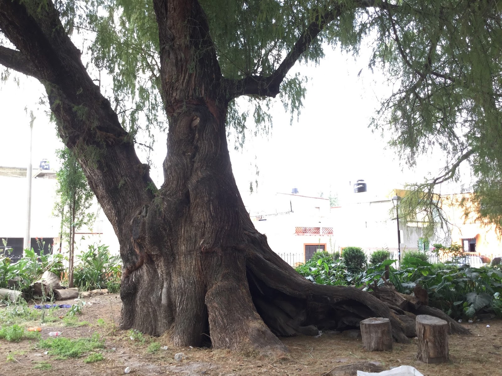 VENERABLES ÁRBOLES : Sabino de Xochimilco
