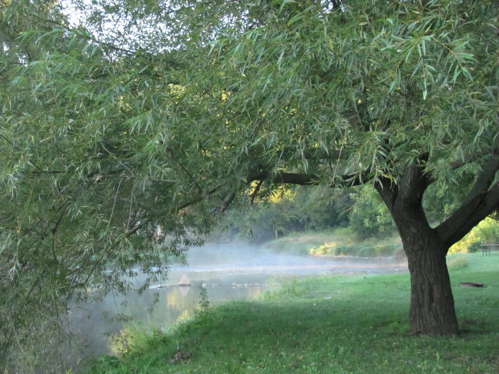curving back: a water-loving