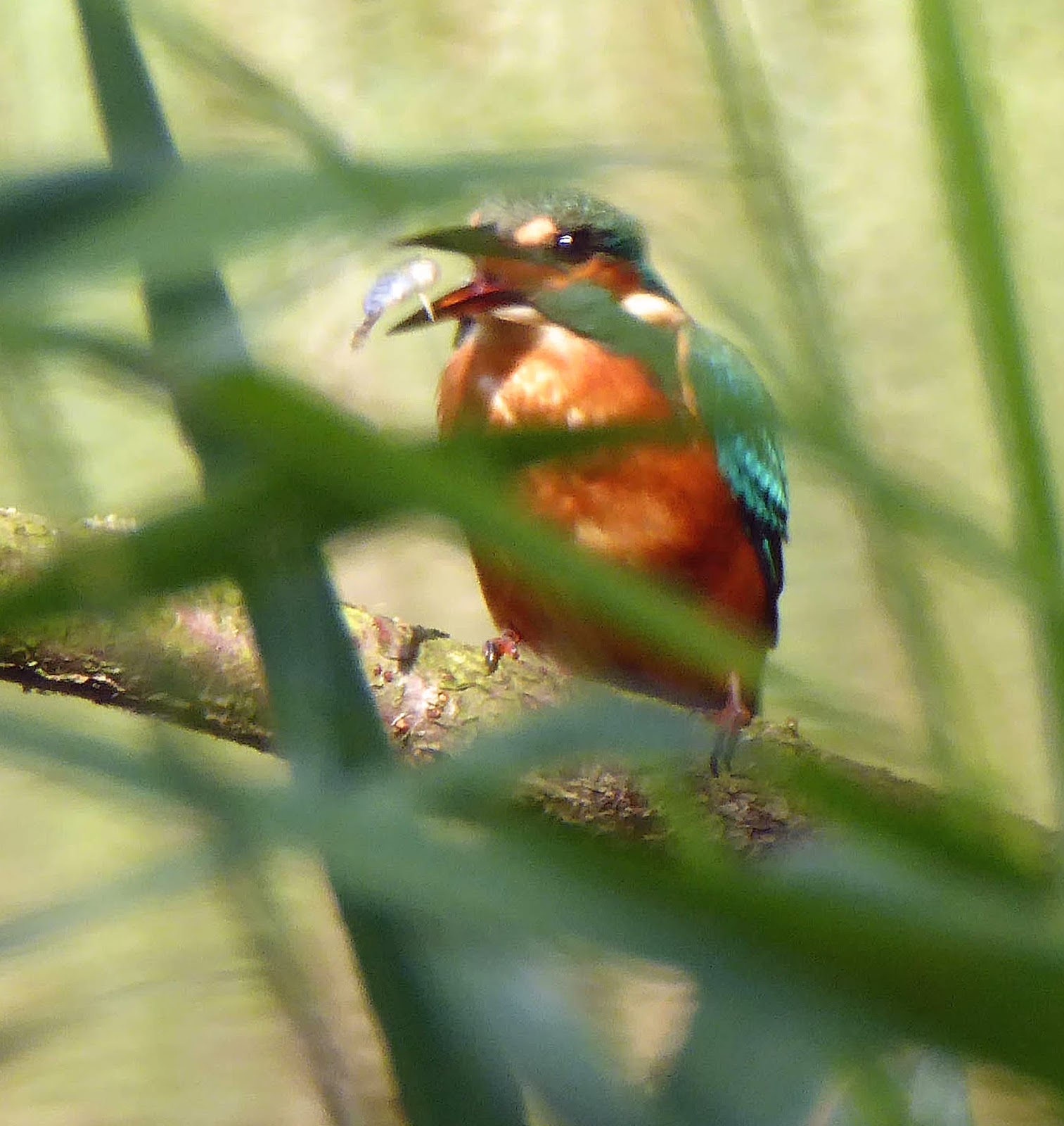 Wild and Wonderful: Kingfisher Sighting, Norfolk