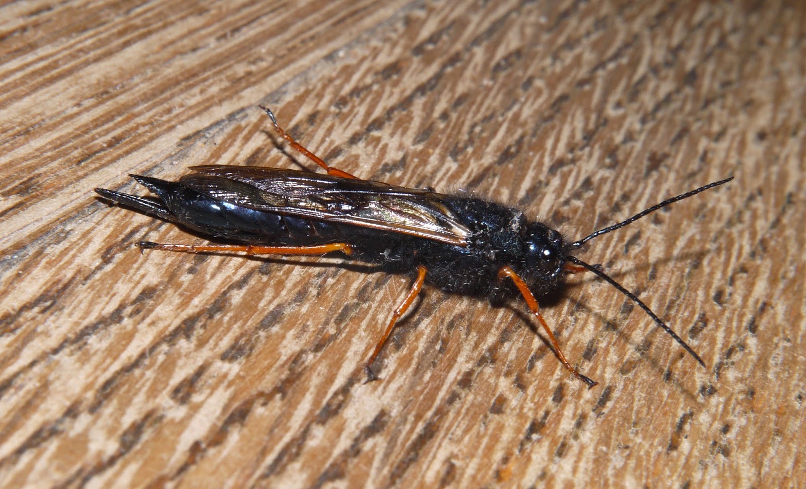 Northwest Norfolk Naturalists: A Snail Killer and a Wood Wasp at Holme