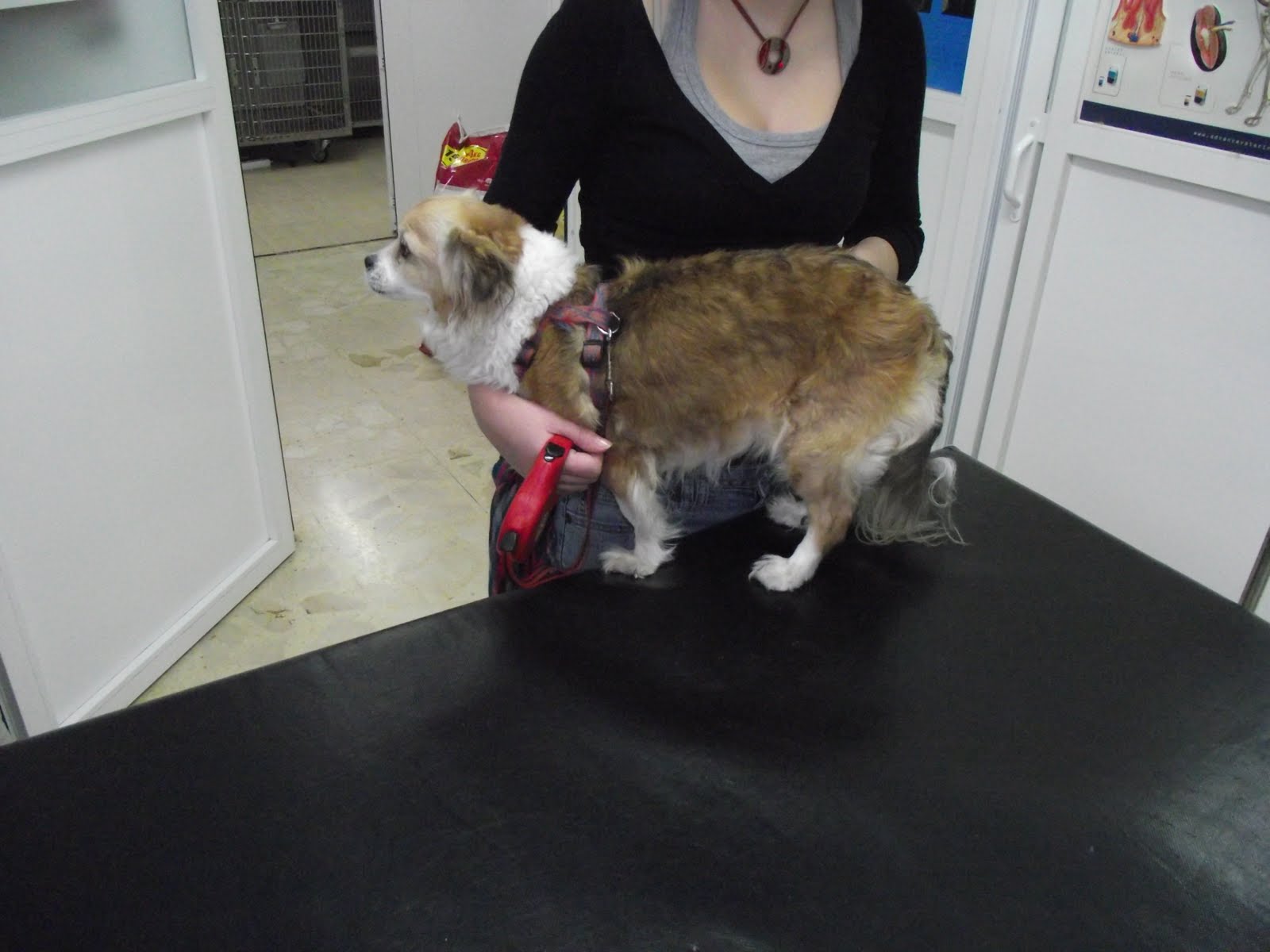 Casos clínicos de veterinaria en pequeños animales: PIOMETRA CANINA