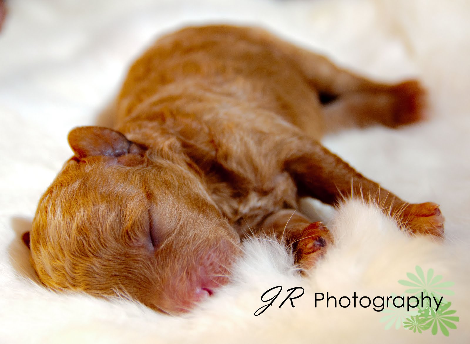 JR Photography: Newborn Puppies