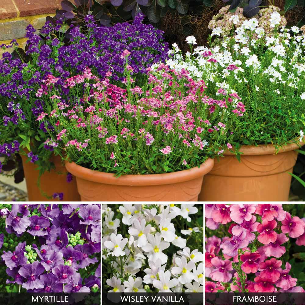 Dream Garden: Nemésia