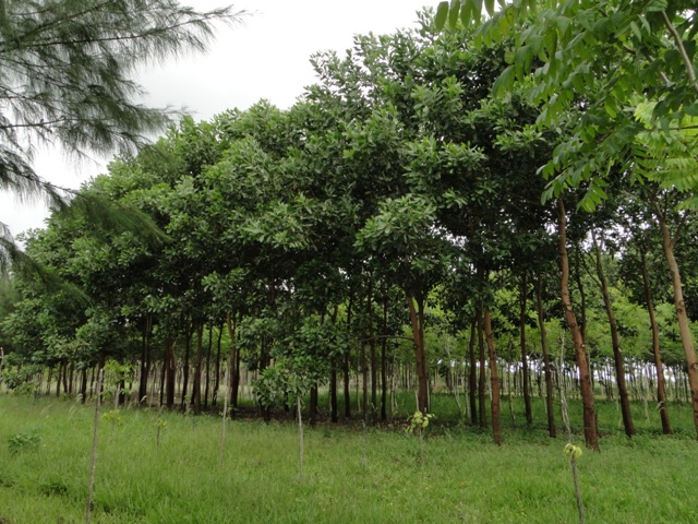 AGRICULTURA NO BRASIL: Implantação da Cultura da Acácia-negra