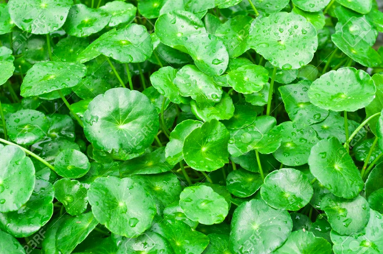 Bangun (Bentuk) Daun (Circumscriptio) ~ MUNAWI INSIDE