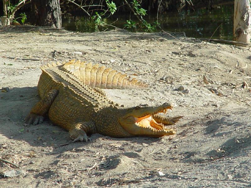 Crocodile