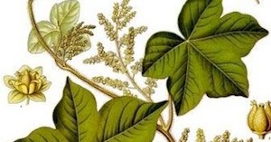 Plantas Medicinais Brasileiras: Calumba, Calumba do Brasil e Cardo Santo