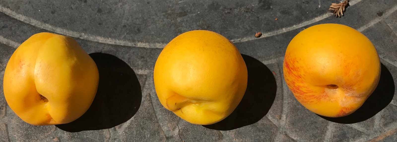 Gardening : Yellow nectarines: Tashkent Gold, Maria Gold, and Silk Road