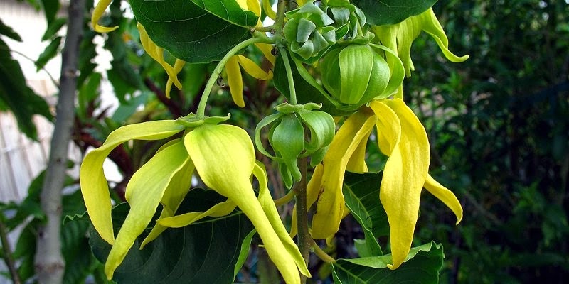 Semerbak Seulanga | Senarai Cinta