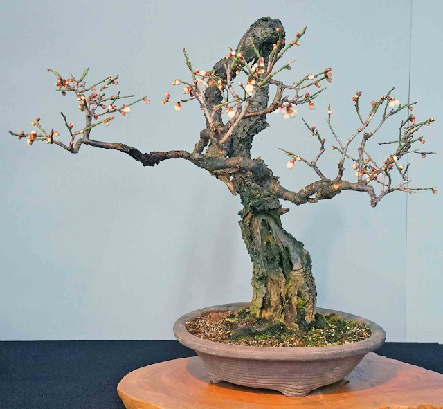 For Your Small Japanese Garden by YUKIMONO: The 65th Bonsai Exhibition ...