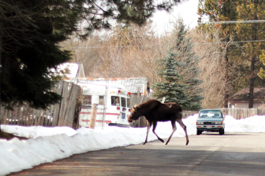 more moose on the streets of Sandpoint - Lublyou