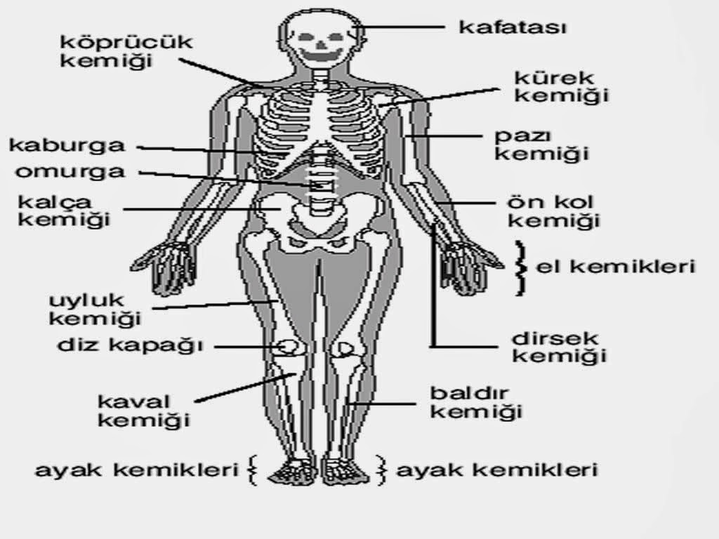 destek ve hareket sistemi: Resimler
