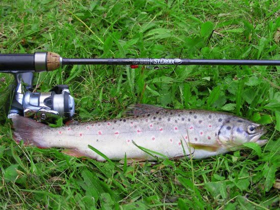 Pasiunea Pescuitului: Pescuitul Pastravului Indigen