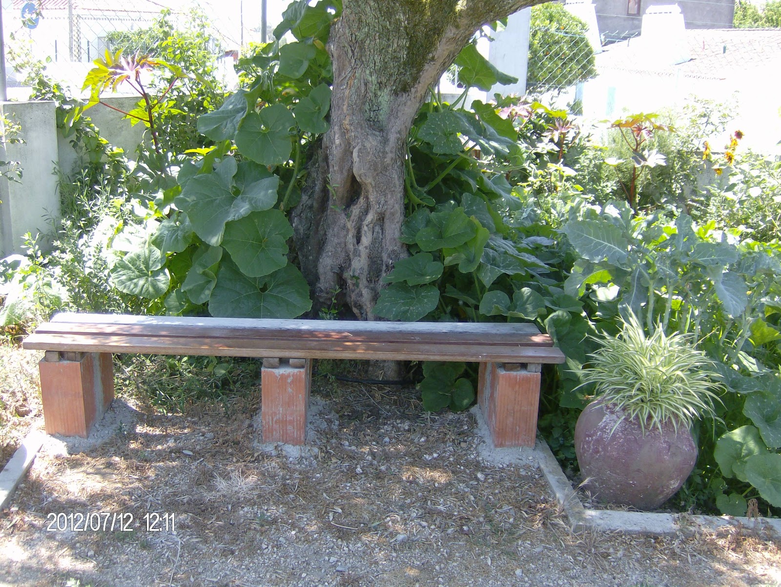 A HORTA DO JOÃO: Abóboras e mogangos