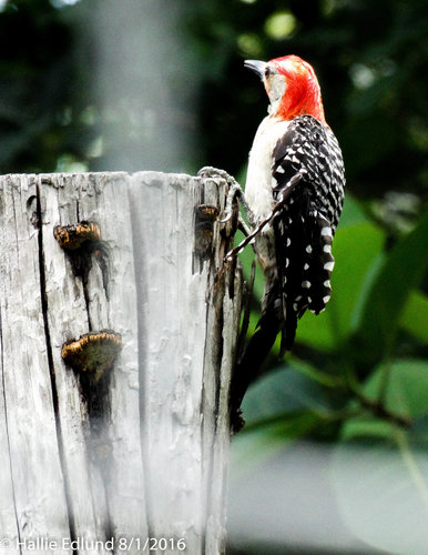 GENNY vs. HALLIE Big Year Challenge: Start Sweating Genny!! AKA the ...