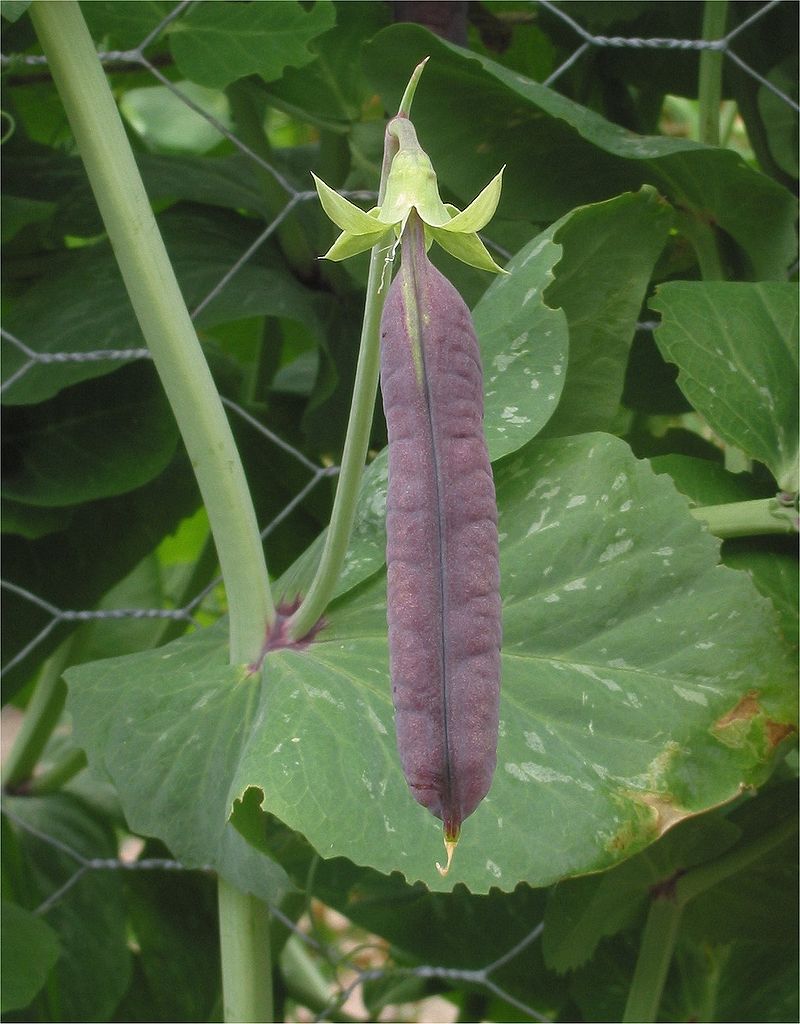 Bert Breed: Kapucijners