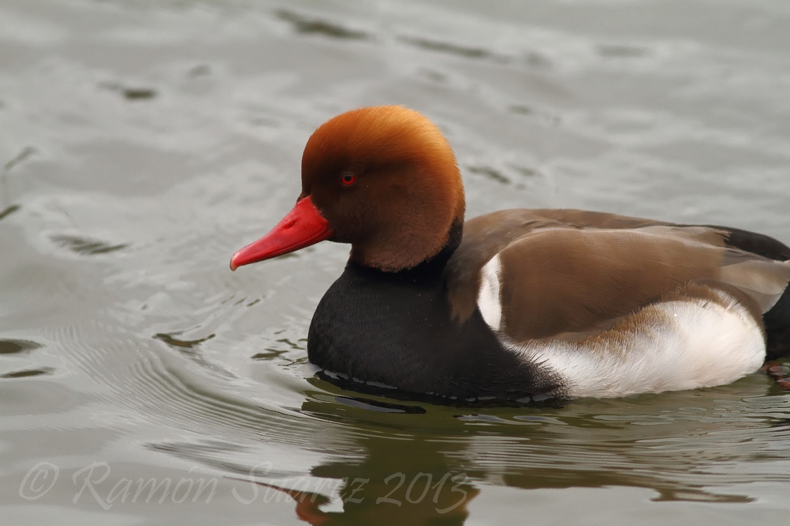 AVES Y ESTRELLAS: Pato colorado (Netta rufina)