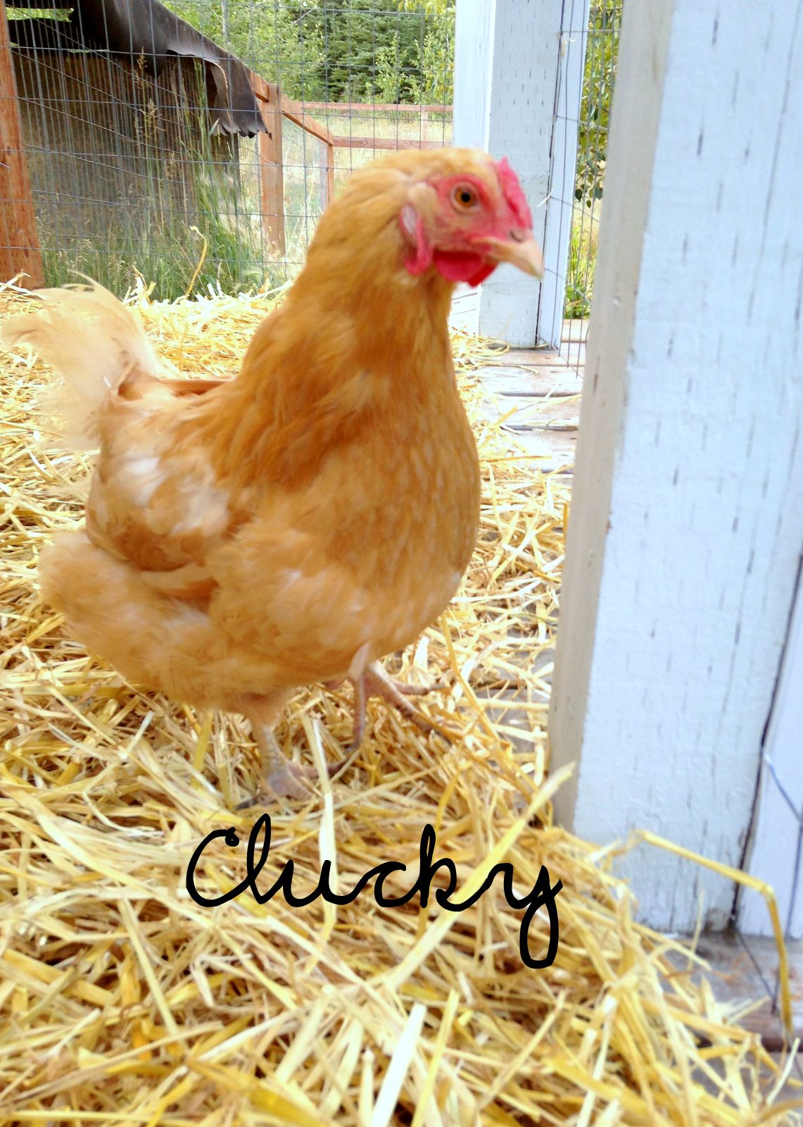 Life Alaskan Style: a tale of four chickens