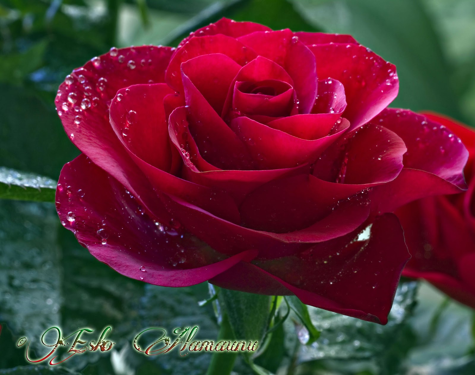 Eko-Kuvia: Paljon Onnea Äideille...