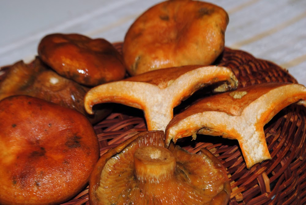 Sud Italia in Cucina: Zupp d' Gliommarell du Cunigl e Fung - Zuppa di ...