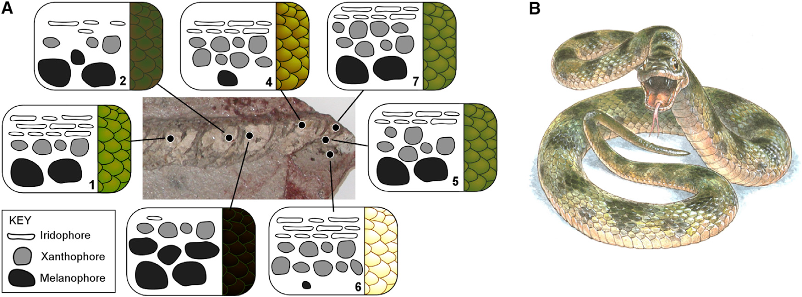 Sciency Thoughts: Preserved pigment cells reveal the colour of a ...