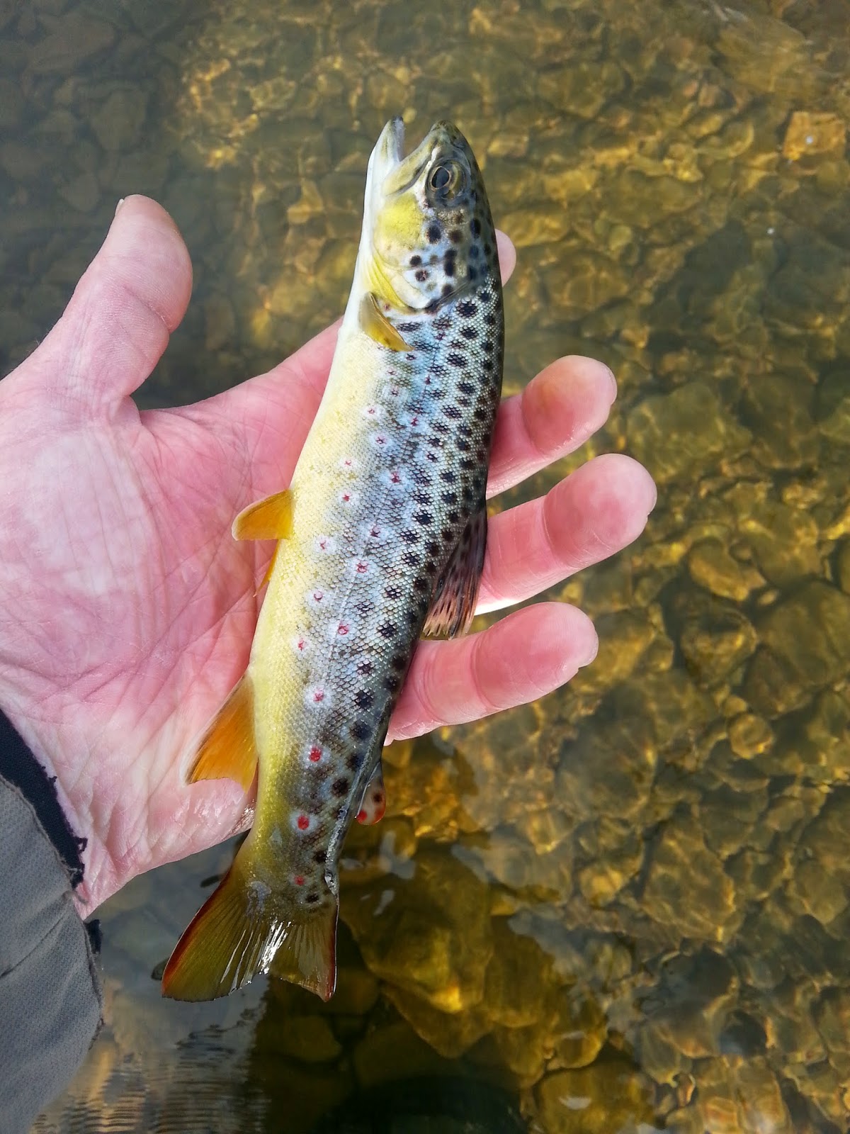 Piscari-Fly : Start of the wild trout season 2014