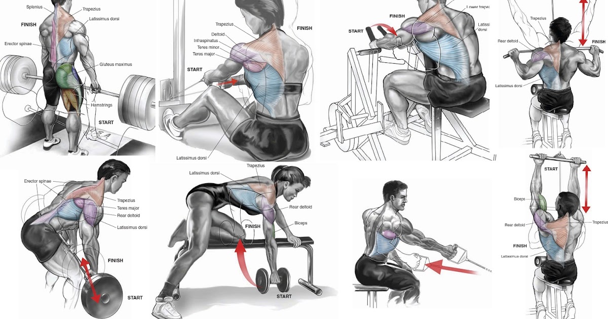 The Best Upper Back Workout For Mass ~ multiple fitness