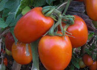 Smart farm kenya: Rambo F1 tomato hybrid in kenya