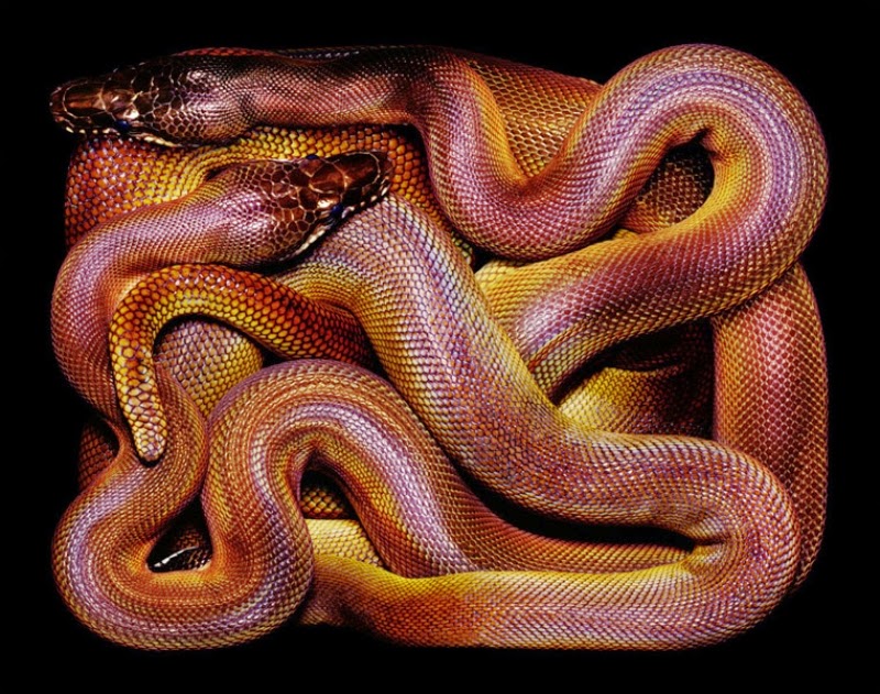 Untold Stories: The colors show the snakes